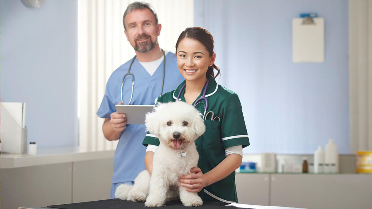Veterinary Nurse - Careers Guide